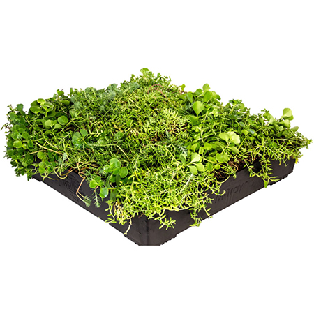 M-Trays® Modular Green Roof System (Wallbarn)